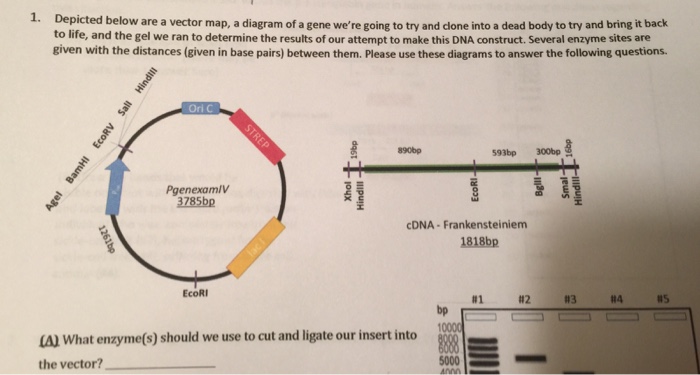 Solved Depicted below are a vector map, a diagram of a gene | Chegg.com