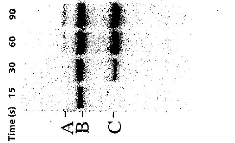 Solved Thist is an experiment using DNA pol iii core and | Chegg.com