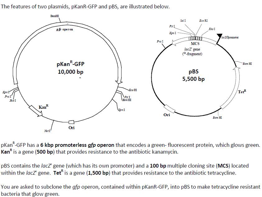 Solved A double digest is performed using restriction | Chegg.com