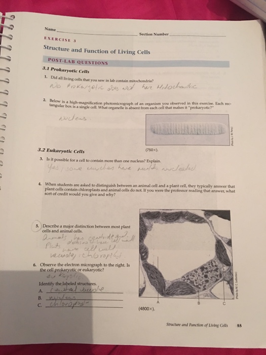 Solved Section Number EXERCISE 3 Structure and Function of | Chegg.com