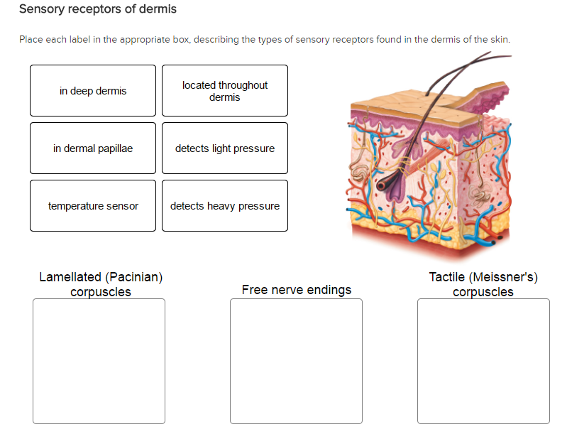 Tactile Receptors In The Skin