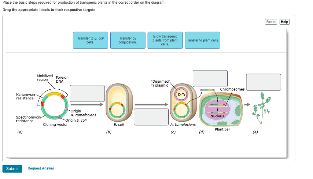 Solved Place the basic steps required for production of | Chegg.com