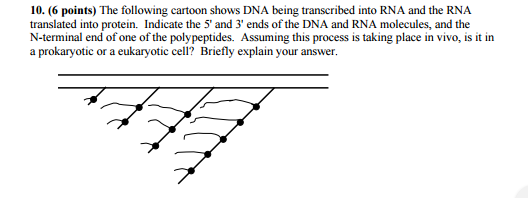 Solved The following cartoon shows DNA being transcribed | Chegg.com