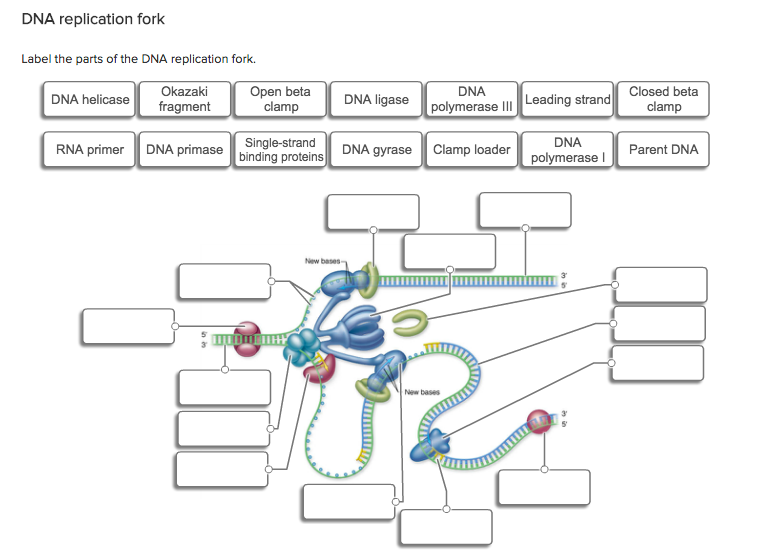 Solved Label the parts of the DNA replication fork. DNA | Chegg.com