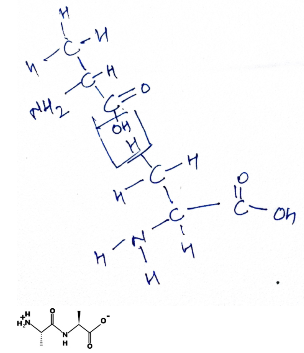 Solved A. Using the ala-ala structure you just drew, | Chegg.com