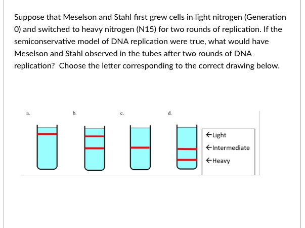 Semiconservative Replication Test Tube