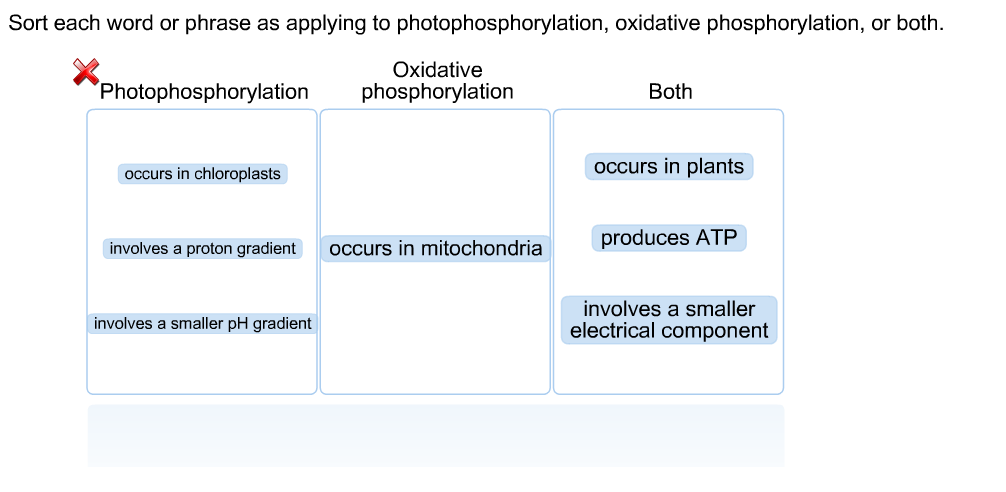 Photophosphorylation Vs Oxidative Phosphorylation