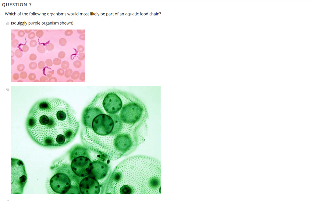 Solved QUESTION 7 Which of the following organisms would | Chegg.com