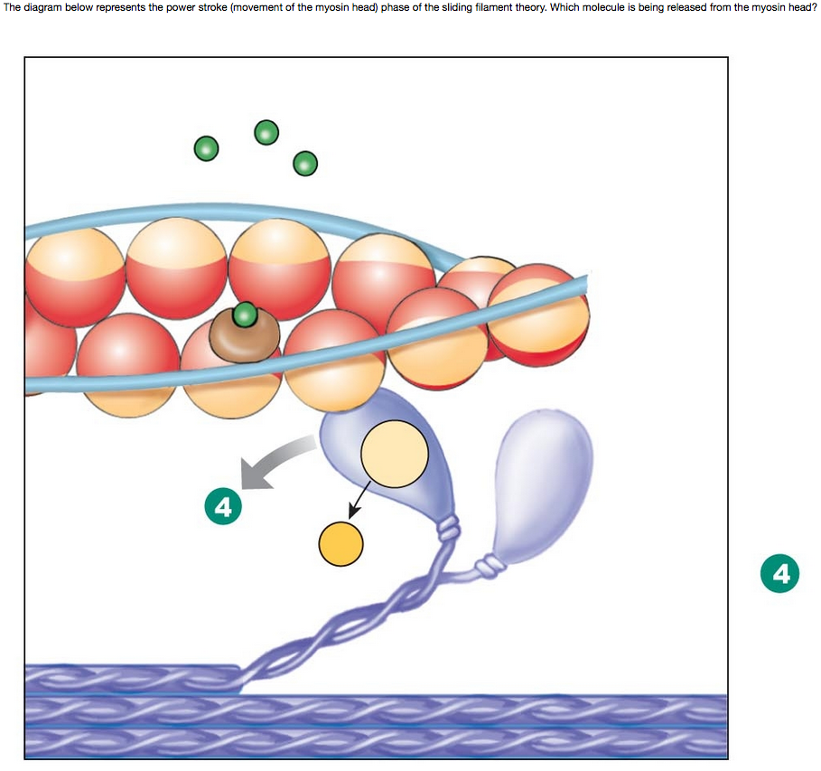 Solved The diagram below represents the power stroke | Chegg.com