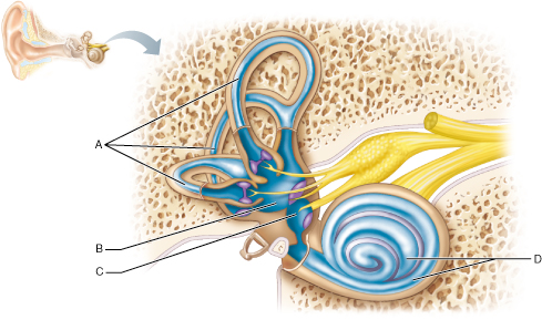 Solved What part of the inner ear houses the receptor organ | Chegg.com