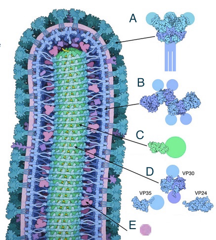 Solved Displayed is a model of the Ebola virus. The | Chegg.com