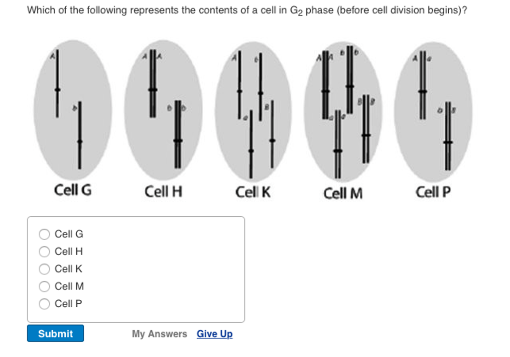 Solved Which of the following represents the contents of a | Chegg.com