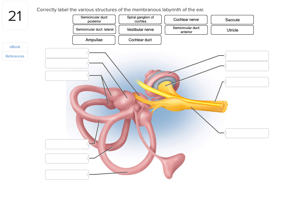Solved Correctly label the various structures of the | Chegg.com