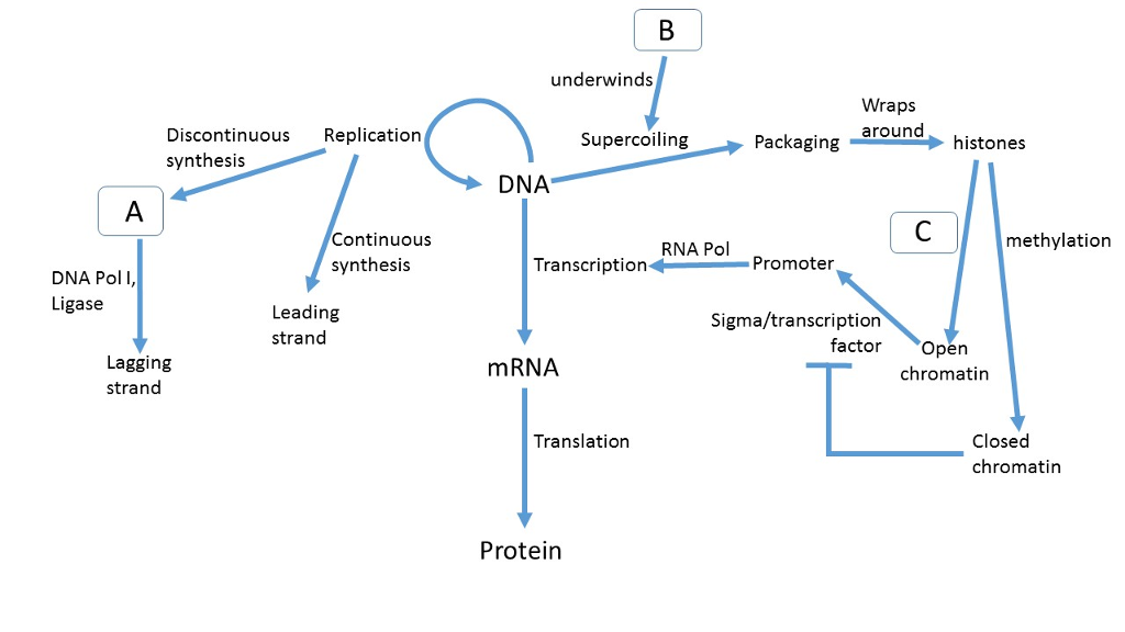 Solved Discontinuous Replication synthesis Continuous | Chegg.com