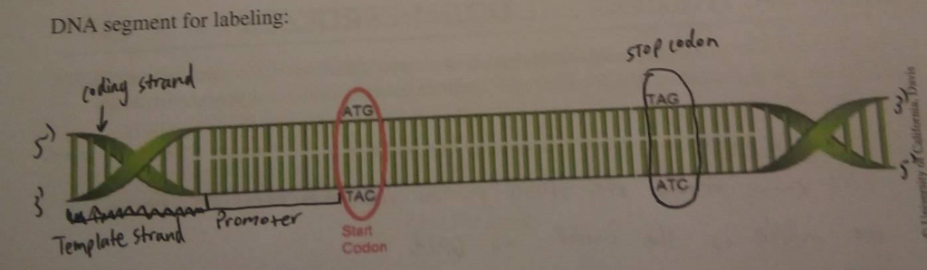 Solved On the next page is a small segment of DNA that | Chegg.com