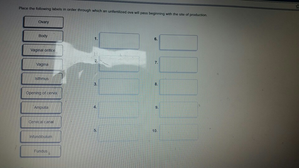 Solved Place the following labels in order through which an | Chegg.com
