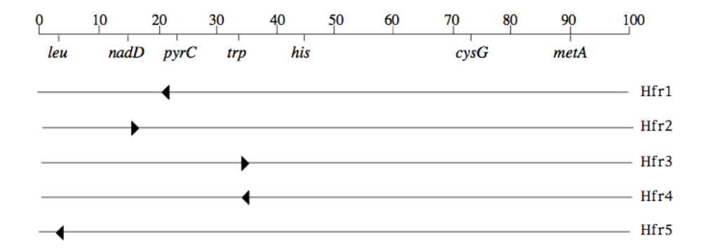 Solved Here are the genetic maps of 5 Hfr strains of | Chegg.com