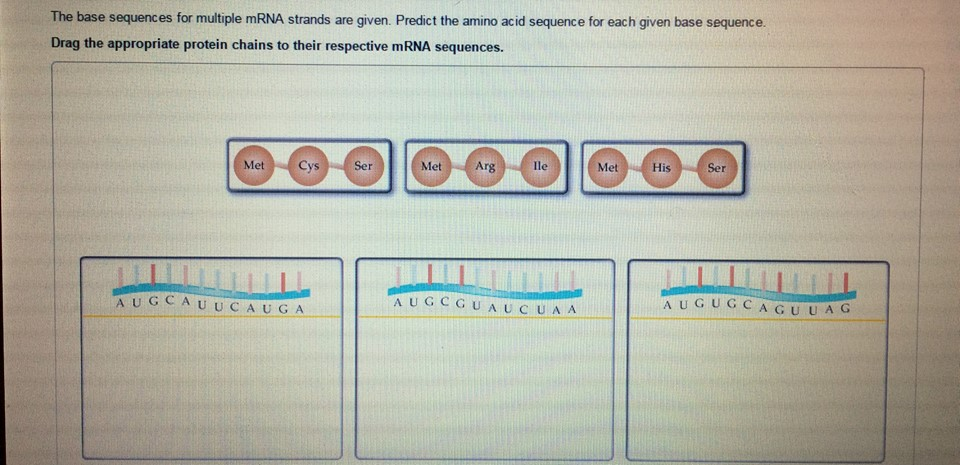 Solved The base sequences for multiple mRNA strands are | Chegg.com Solved The base sequences for multiple mRNA strands are | Chegg.com