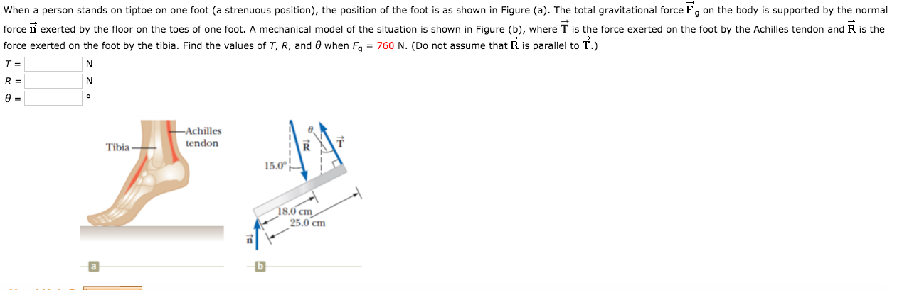 Solved When a person stands on tiptoe on one foot (a | Chegg.com