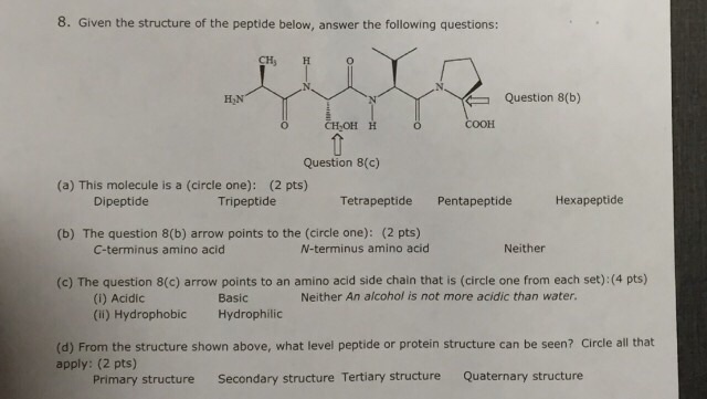 Solved Given the structure of the peptide below, answer the | Chegg.com