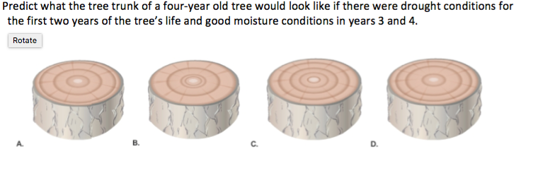 Solved Predict what the tree trunk of a four-year old tree | Chegg.com