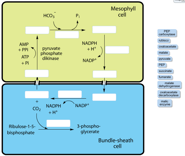 Solved Rubisco catalyzes competing carboxylase and oxygenase | Chegg.com