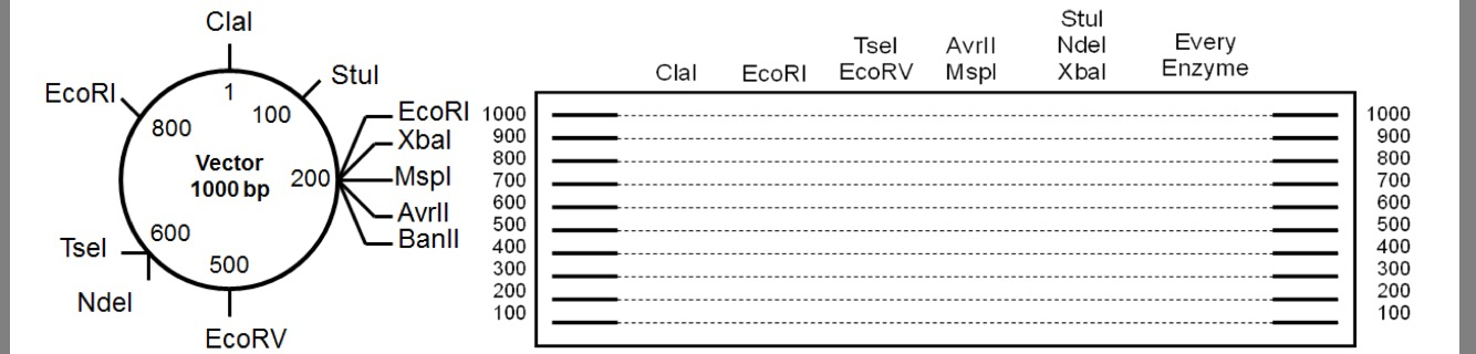 Solved 5. A restriction map of a 1000 bp circular vector is | Chegg.com