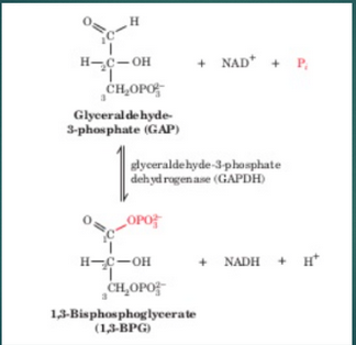 Solved BIOCHEMISTRY LAB QUESTION Working with GAPDH | Chegg.com