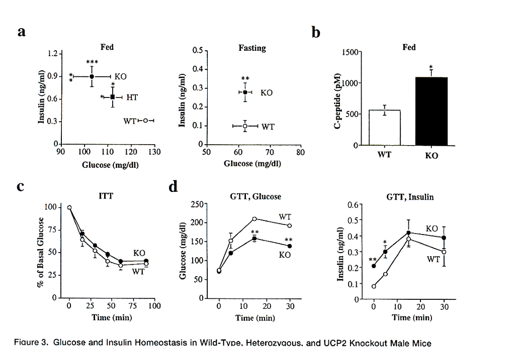 Solved Mice with a knockout for the UCP-2 gene in the | Chegg.com