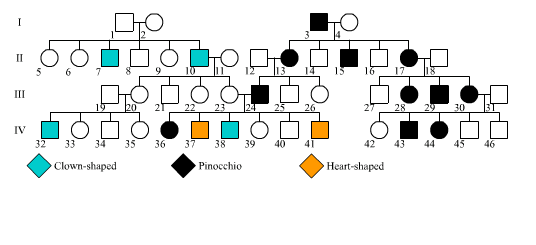 Solved Suppose that a rabbit breeder notices two individuals | Chegg.com