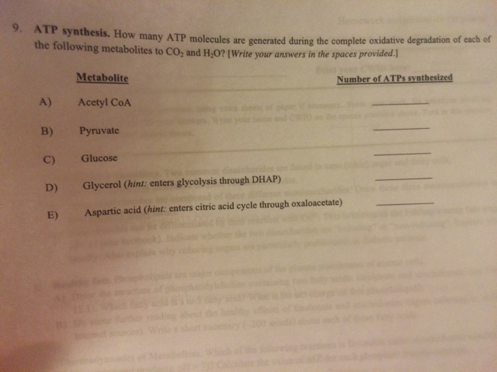 Solved How many ATP molecules are generated during the | Chegg.com