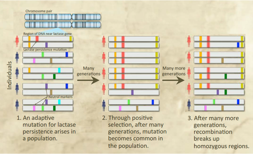 Solved 3. Explain, using what you know about how chromosomes | Chegg.com