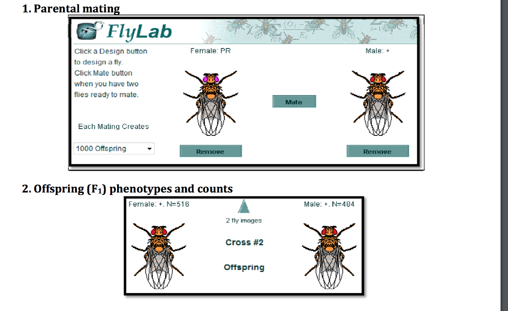 Solved 1. Parental mating FlyLab Female: PR Male: Click a | Chegg.com
