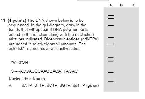 Solved The DNA shown below is to be sequenced. In the gel | Chegg.com