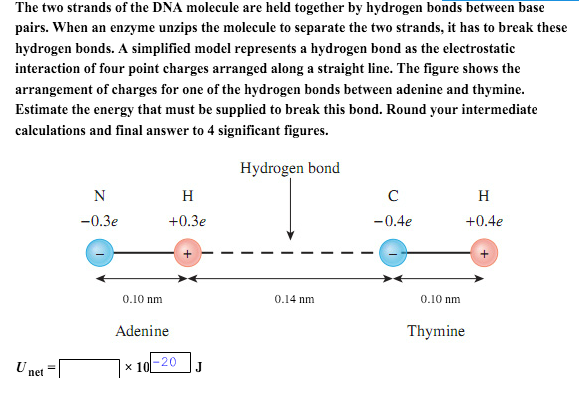 Solved The two strands of the DNA molecule are held together | Chegg.com