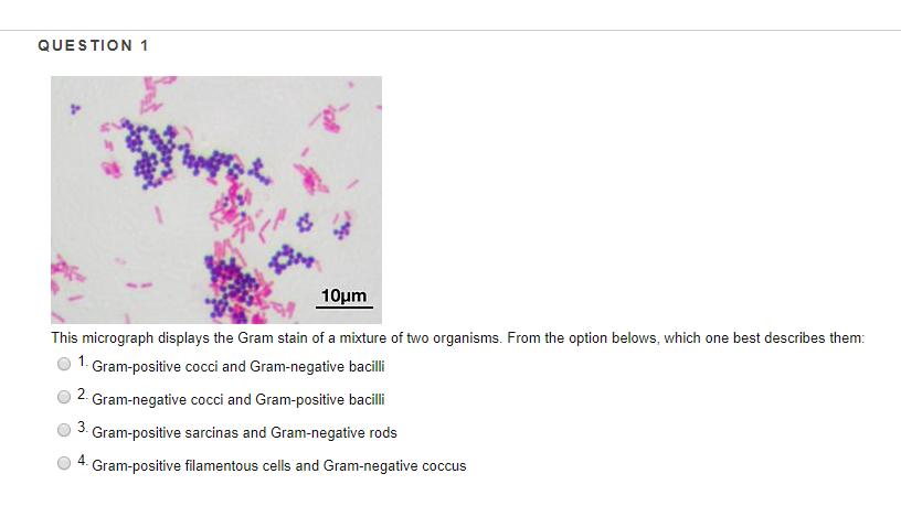 Gram Negative Coccobacilli Versus Rods