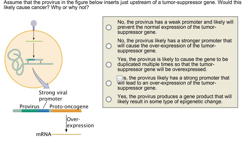 Solved Assume that the provirus in the figure below inserts | Chegg.com