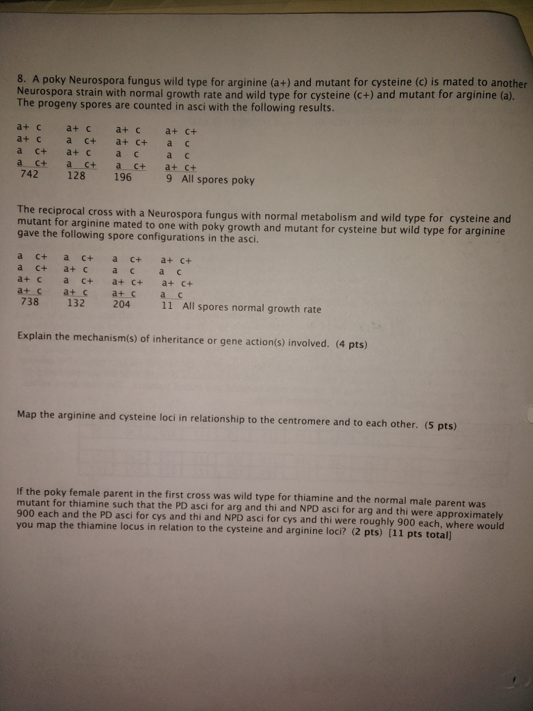 Solved 8. A poky Neurospora fungus wild type for arginine | Chegg.com
