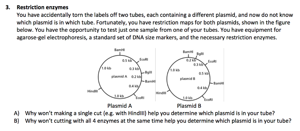 3. Restriction enzymes You have accidentally torn the | Chegg.com
