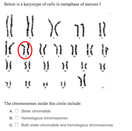 Solved Below is a karyotype of cells in metaphase of meiosis | Chegg.com