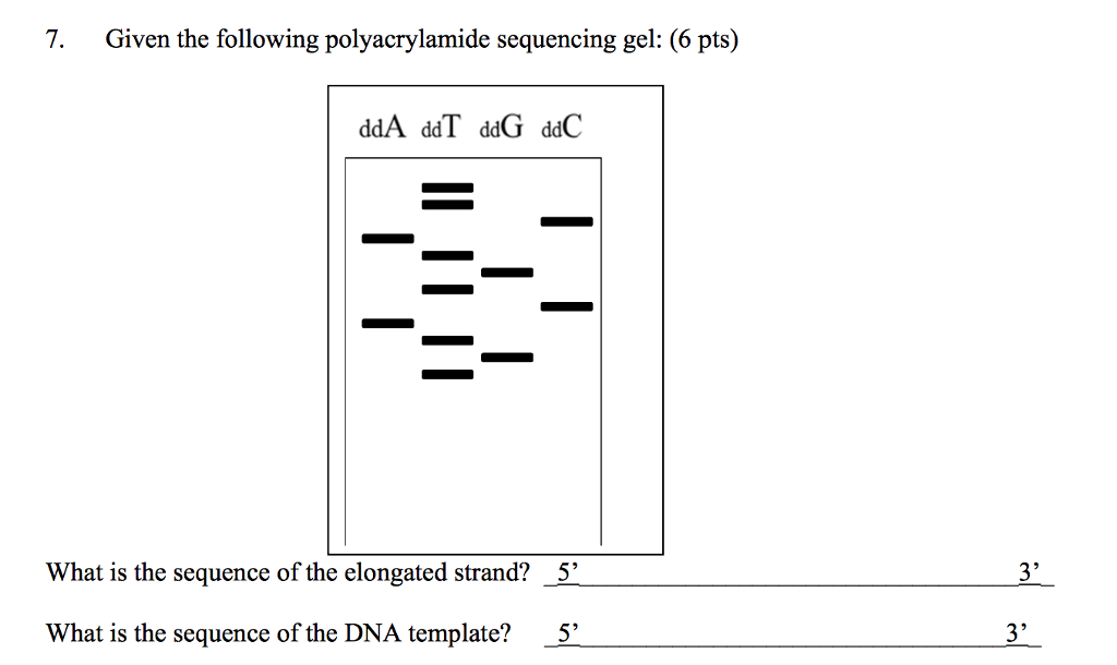 Solved Given the following polyacrylamide sequencing gel: | Chegg.com