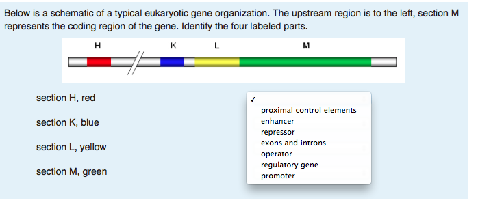 Solved Below is a schematic of a typical eukaryotic gene | Chegg.com