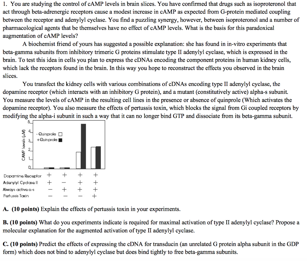 Solved 1. You are studying the control of cAMP levels in | Chegg.com