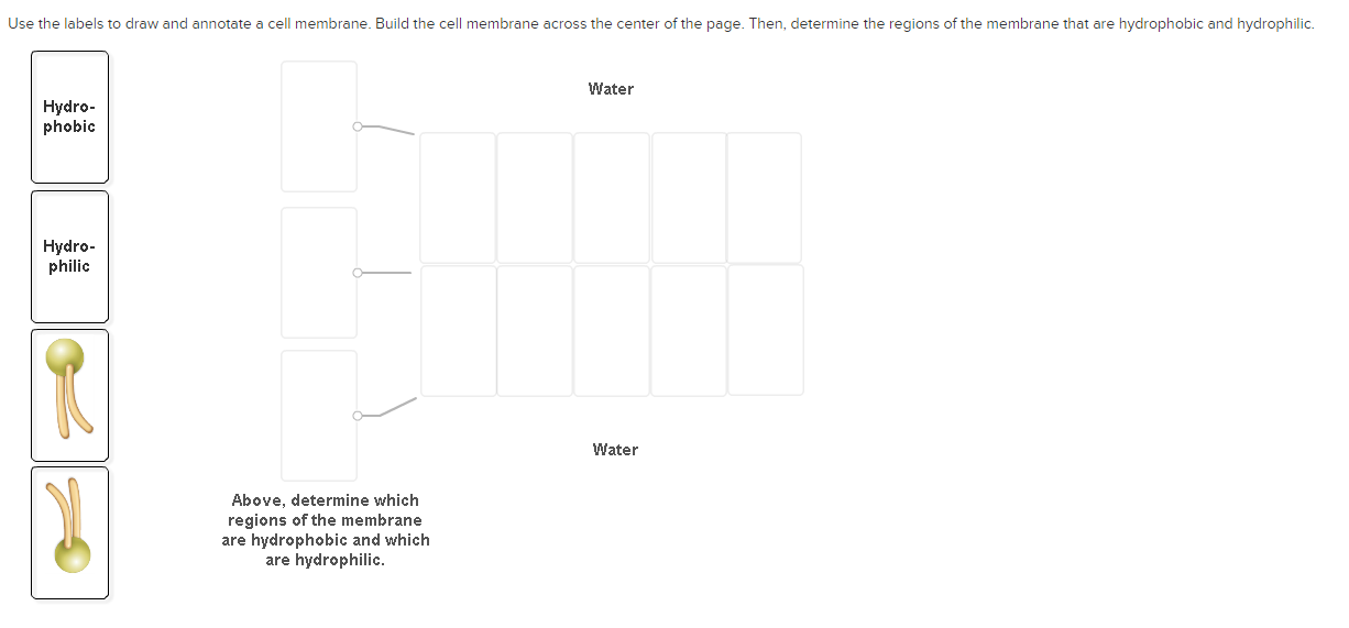 Solved Use the labels to draw and annotate a cell membrane. | Chegg.com