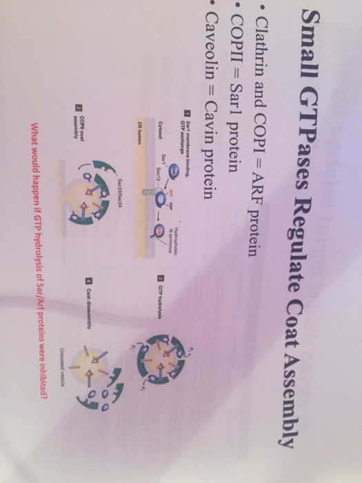 Solved Clathrin and COPI = ARF protein COPII = Sar1 protein | Chegg.com