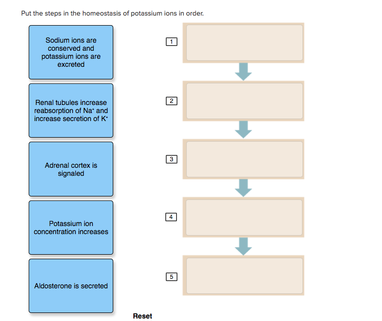 Solved Put the steps in the homeostasis of potassium ions in | Chegg.com