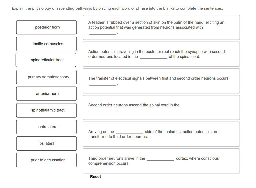 Solved Explain the physiology of ascending pathways by | Chegg.com