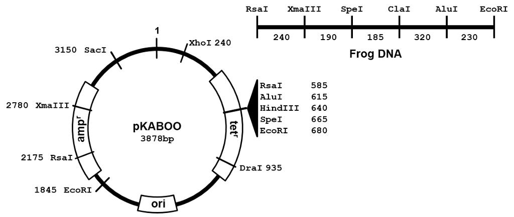 Solved RsaI XmaIII SpeI ClaI AluI EcoRI 240 190 185 320 230 | Chegg.com