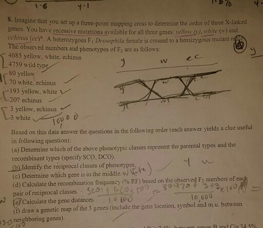 Solved Imagine that you set up a three-point mapping cross | Chegg.com