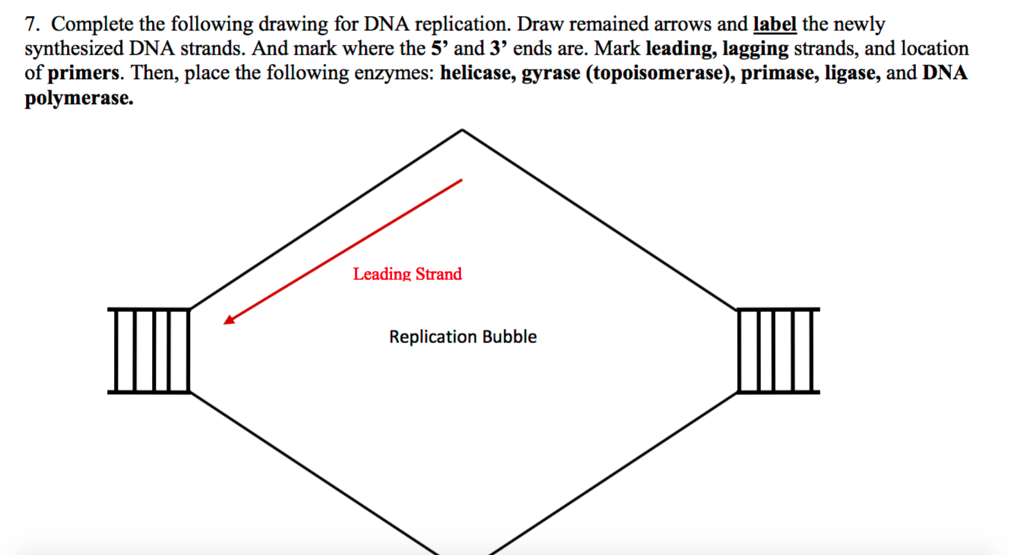 Solved 7. Complete the following drawing for DNA | Chegg.com